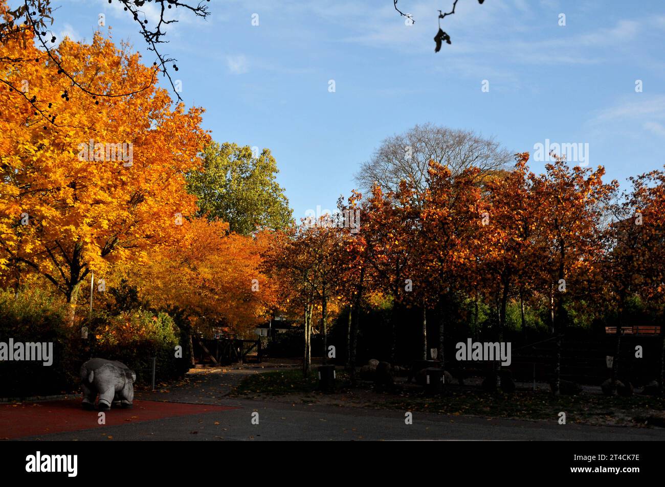 Copenhagen, Denmark /30 October. 2023/.Autumn colour leave and tree in ...