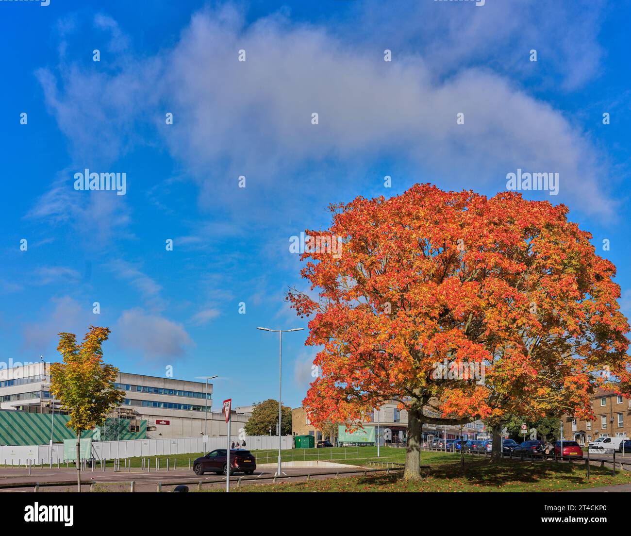 Autumnal colours on the leaves of a tree in the town center of Corby ...