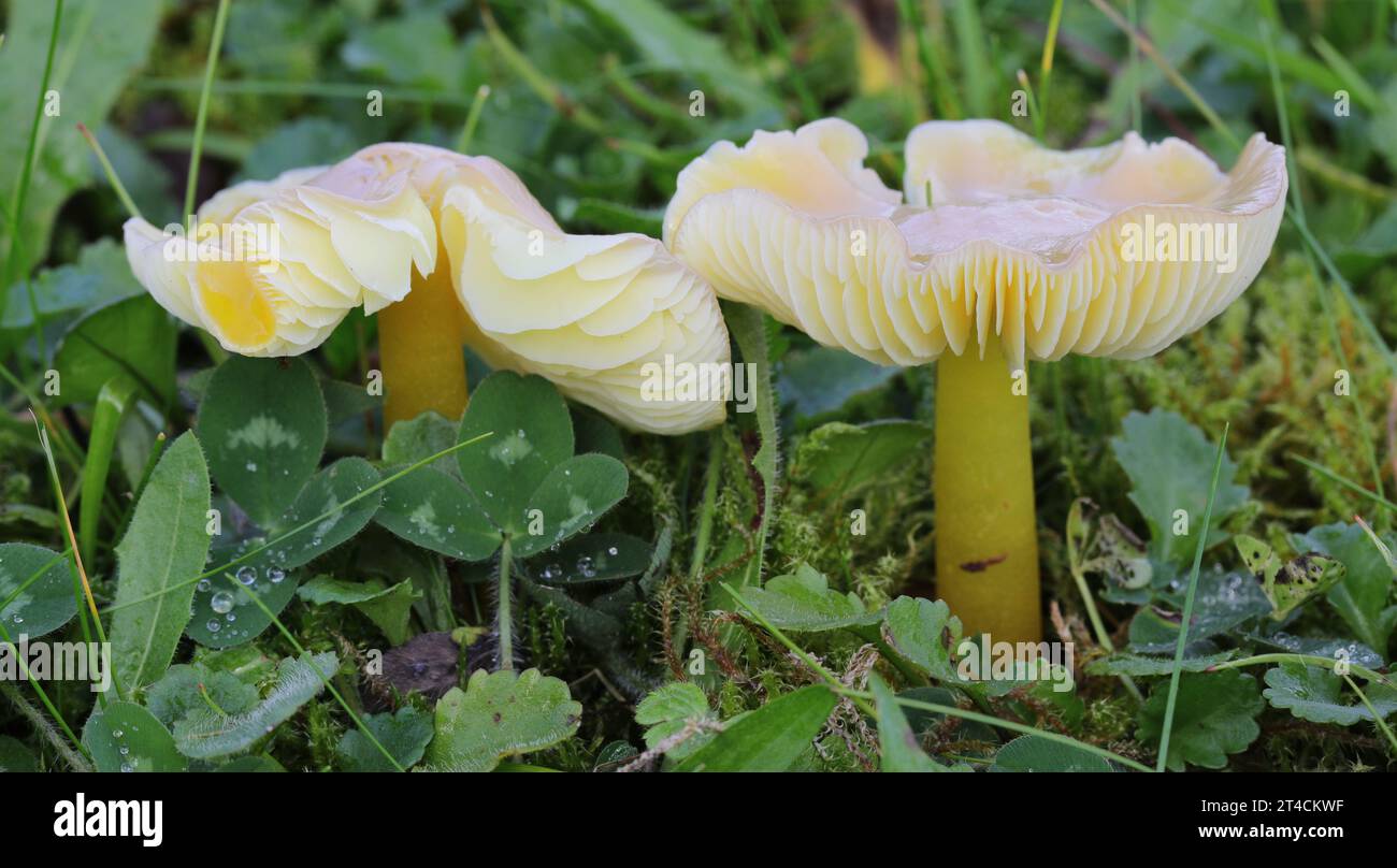 Golden waxcap fungus hi-res stock photography and images - Alamy