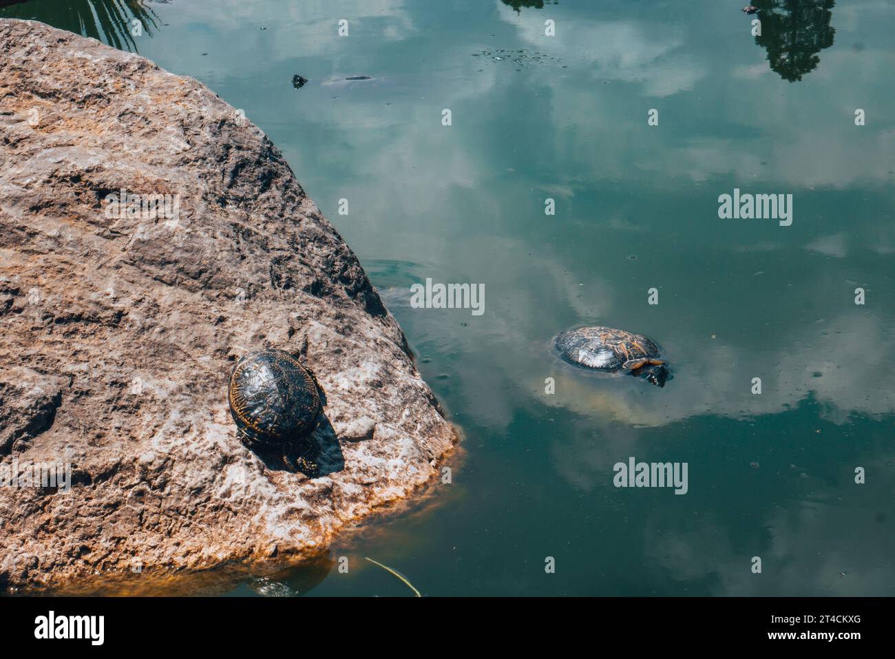 Red Eared Terrapin, trachemys scripta elegans Stock Photo - Alamy
