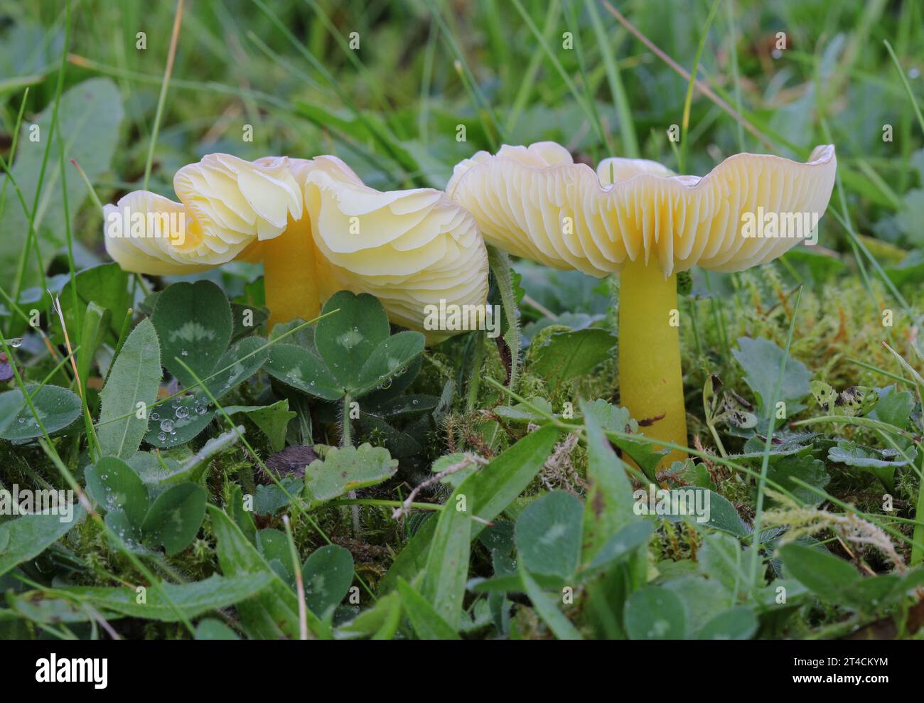Beautiful Golden Waxcap - Hygrocybe chlorophana Stock Photo - Alamy