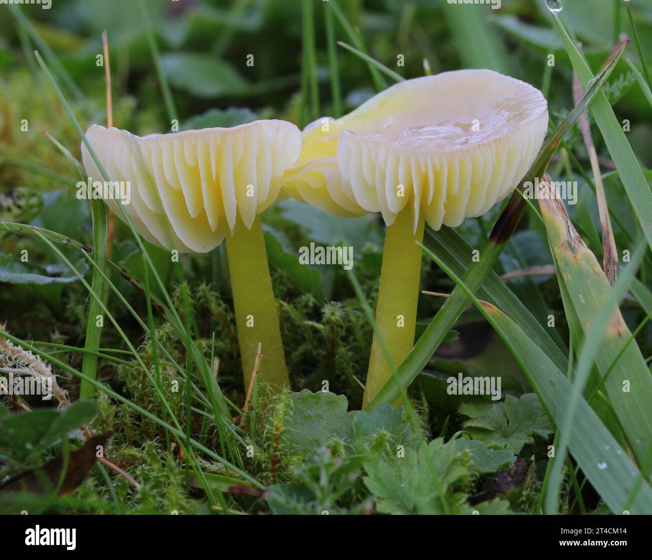 Beautiful Golden Waxcap - Hygrocybe chlorophana Stock Photo - Alamy