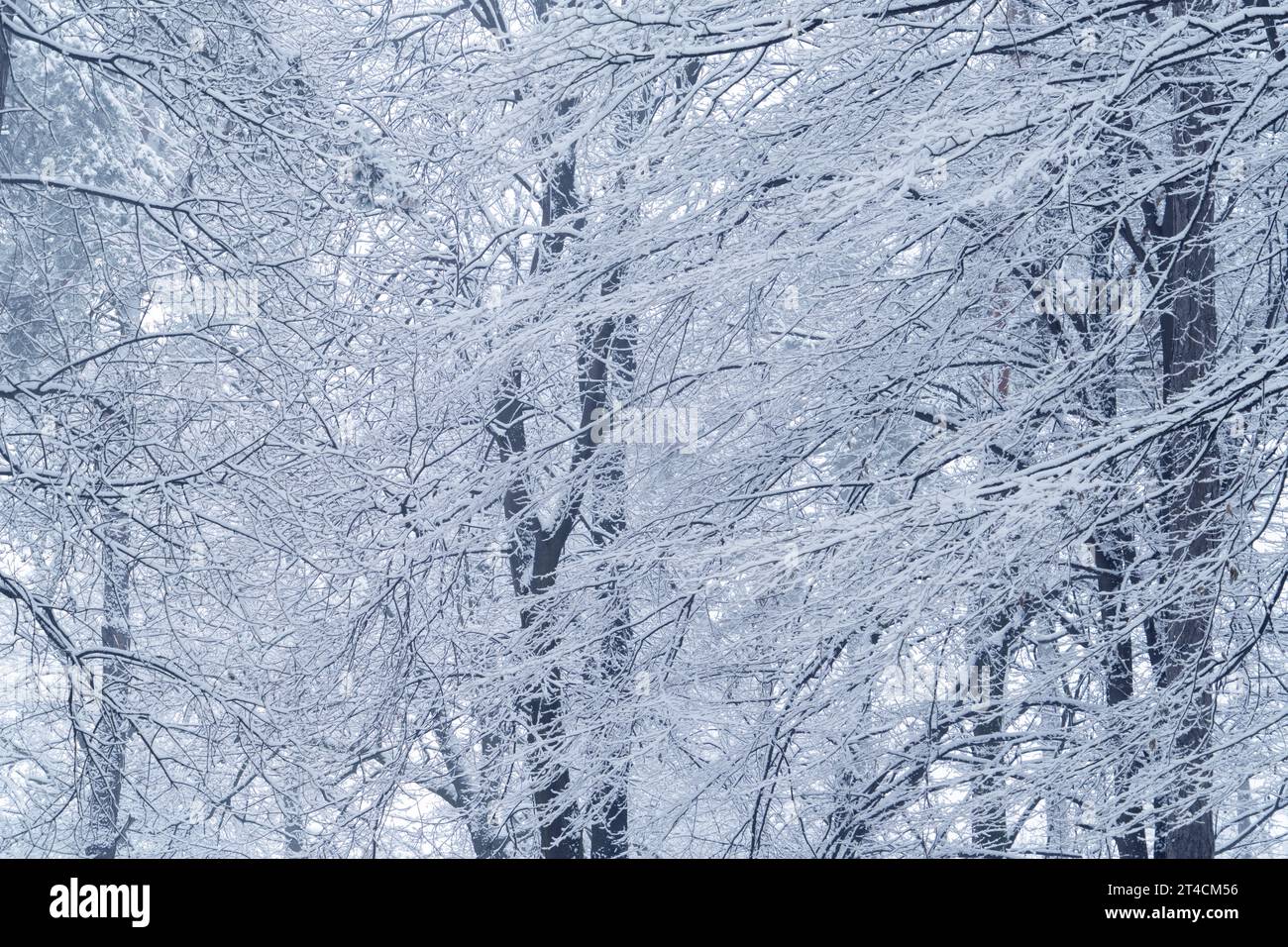 Horizontal shot winter park hi-res stock photography and images - Alamy