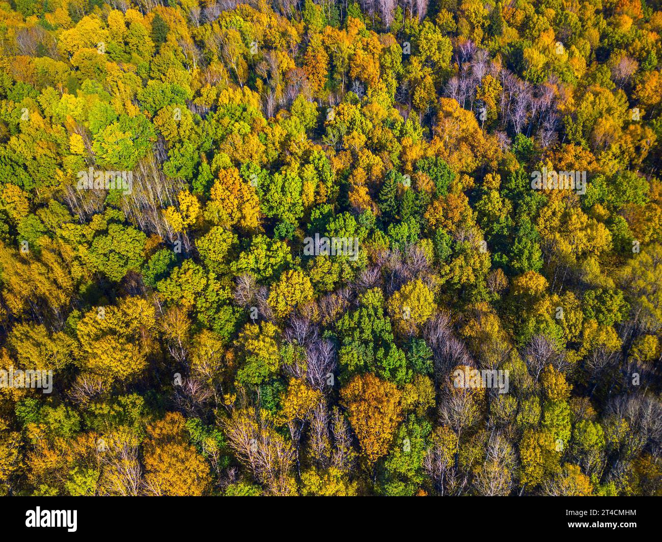 Colourful autumn forest form above, captured with a drone. Natural ...