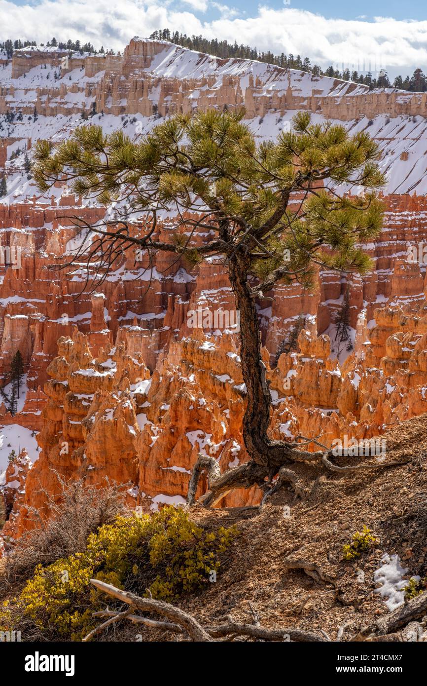 A Limber Pine, Pinus flexilis,at Sunset Point in Bryce Canyon National ...