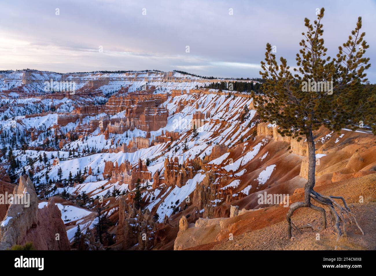 Exposed stilt roots of a limber pine tree at Sunrise Point, Bryce ...