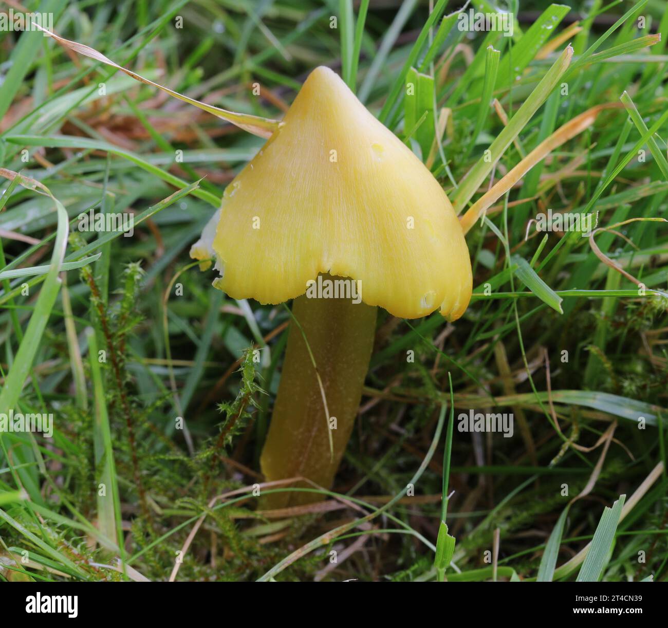 Persistant waxcap hi-res stock photography and images - Alamy