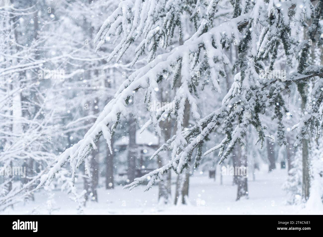 Snowy park frozen trees hi-res stock photography and images - Alamy