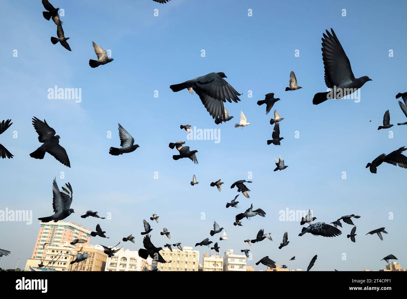 Dubai Creek River Departure Pier, Building Exterior, Crowd Of Pigeon ...