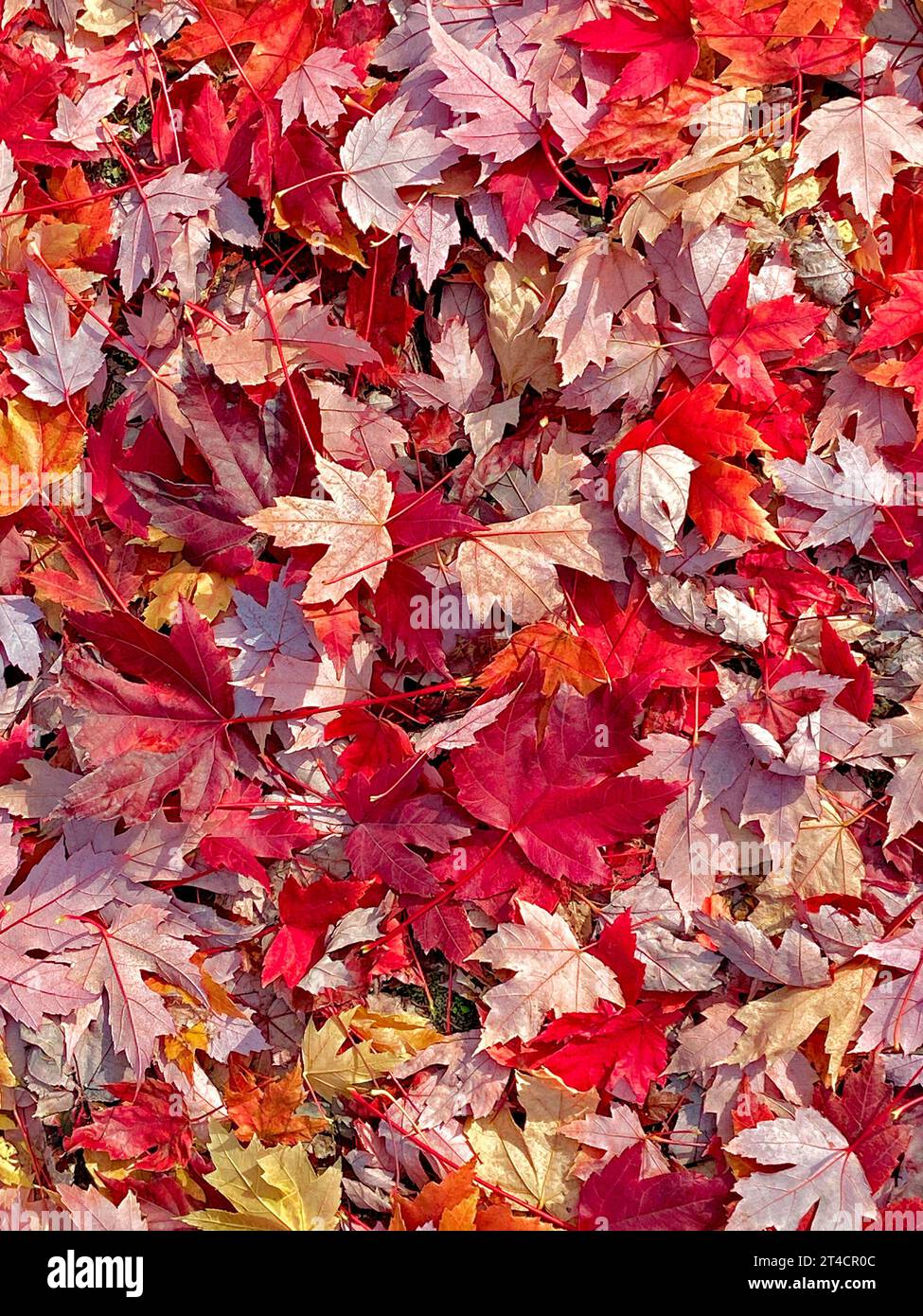 Red maple leaves canadian hi-res stock photography and images - Alamy