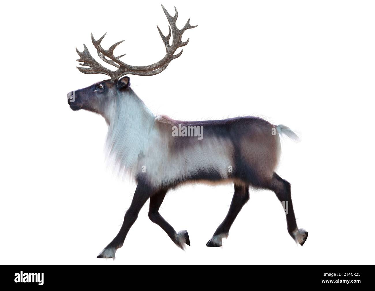 3D rendering of a male reindeer isolated on white background Stock ...