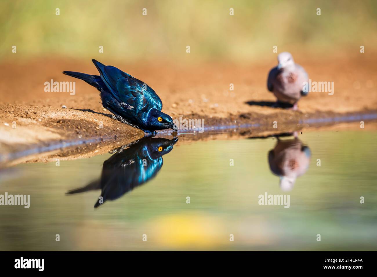 Cape Glossy Starling drinking in waterhole with reflection in Kruger ...