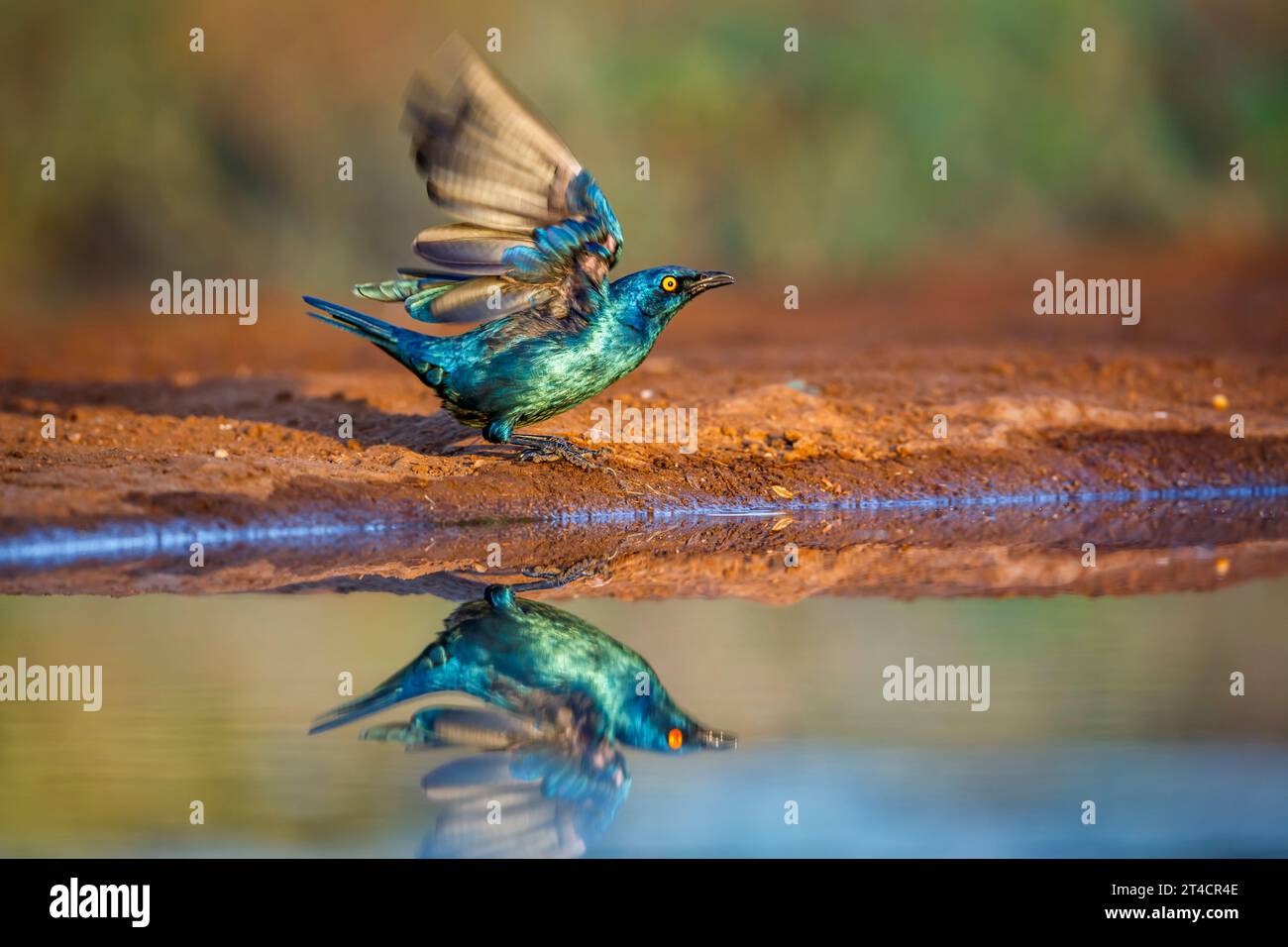 Cape Glossy Starling spreading wings along waterhole with reflection in ...