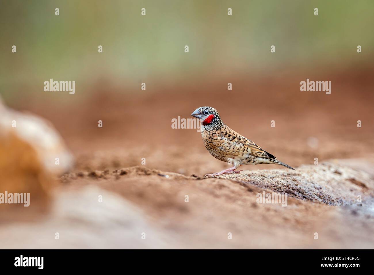 Cut throat finch male standing on the ground in Kruger National park ...