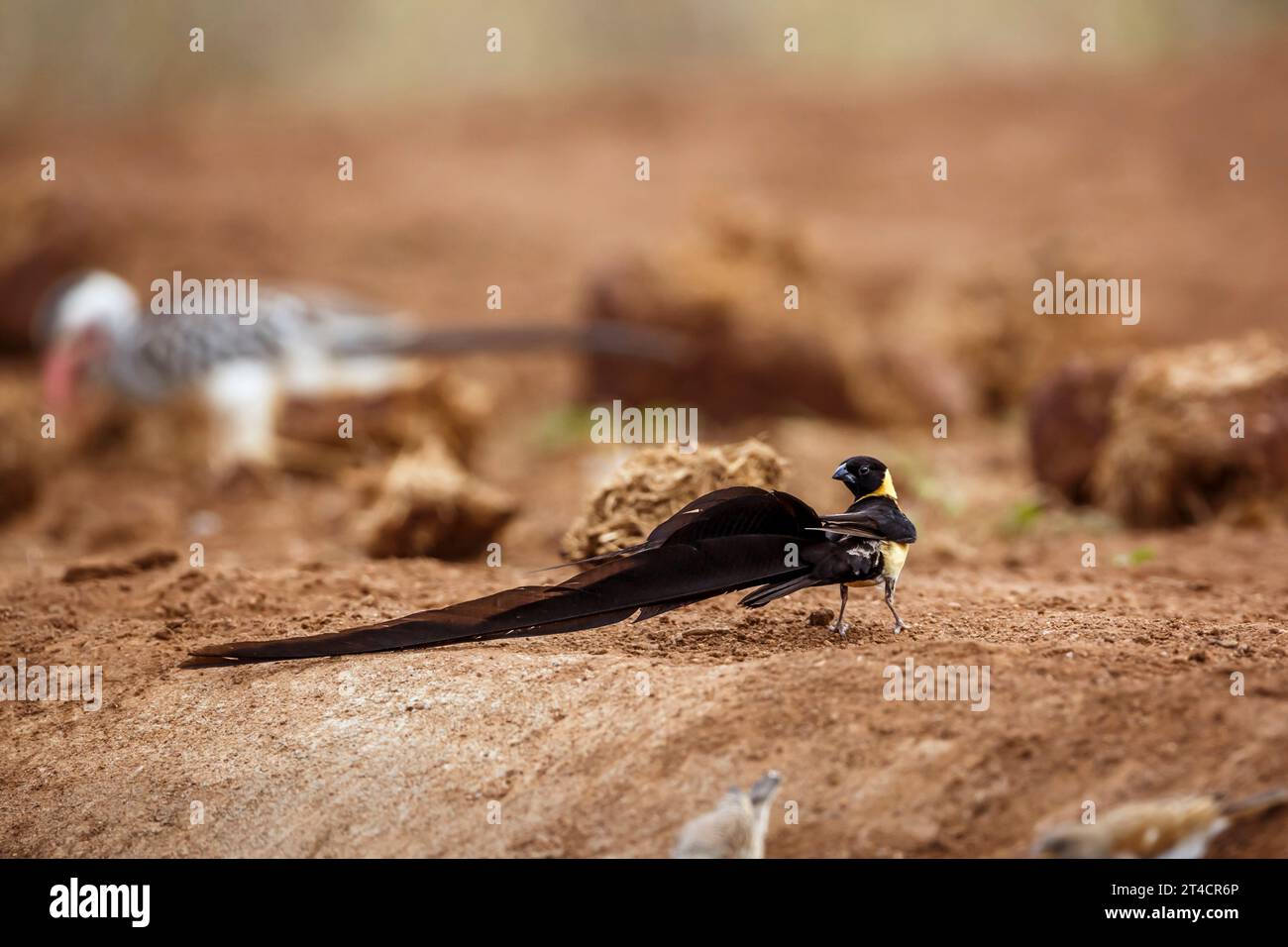 Eastern Paradise-Whydah male standing on the ground in Kruger National ...