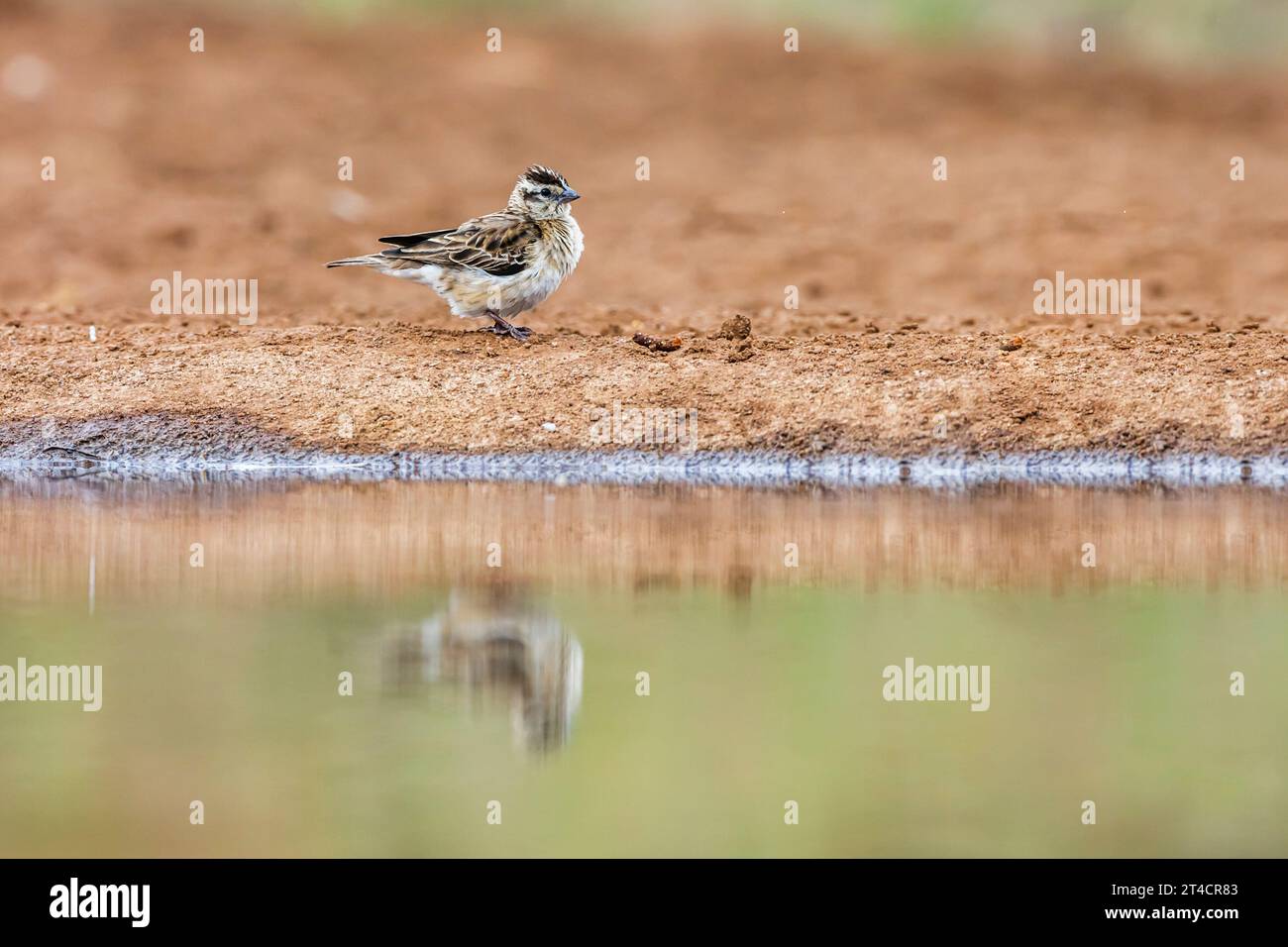 Eastern Paradise-Whydah female along waterhole in Kruger National park ...