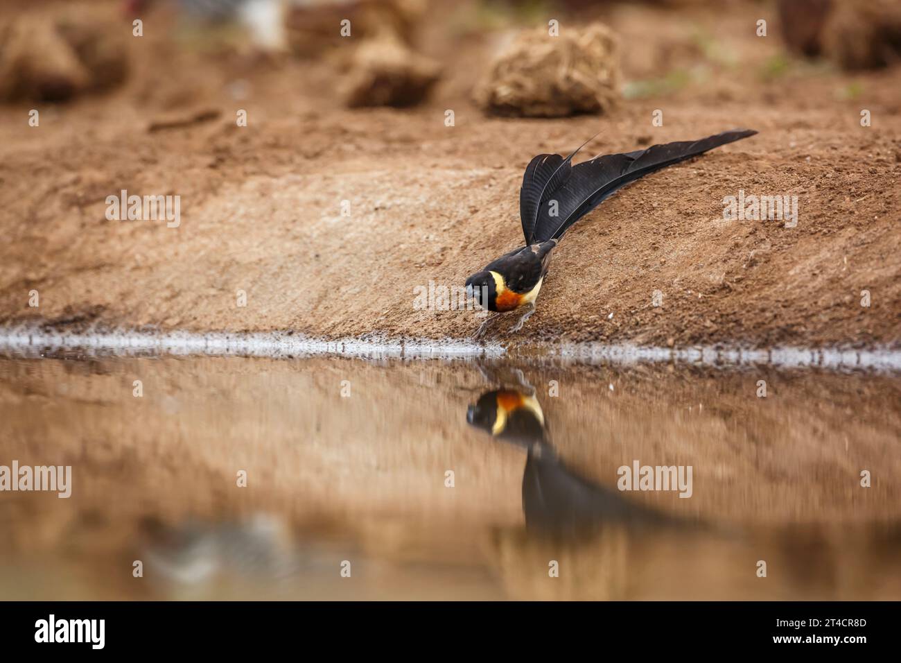 Eastern Paradise-Whydah drinking in waterhole with reflection in Kruger ...