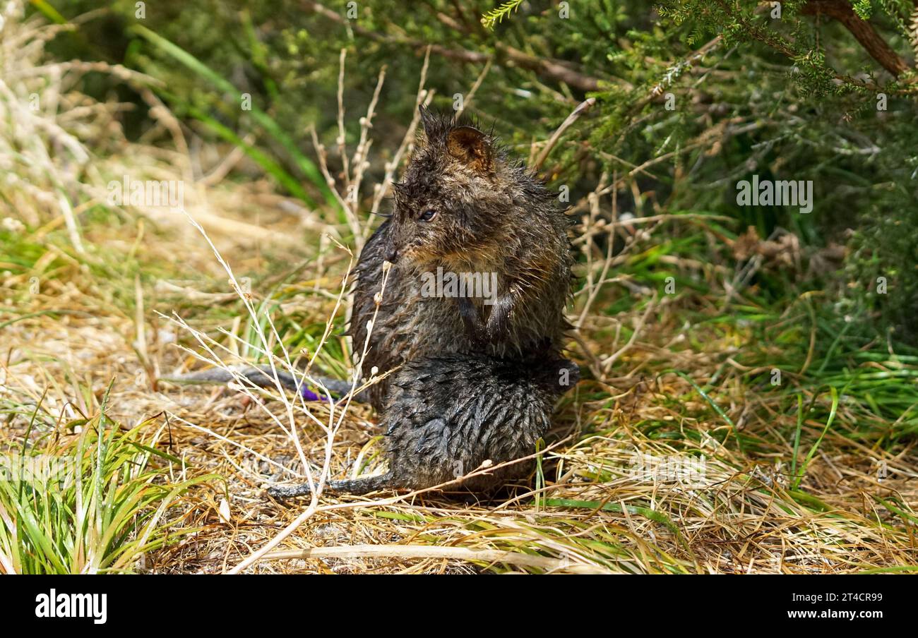 Perth, Western Australia - A Quokka (Setonix brachyurus), a small ...