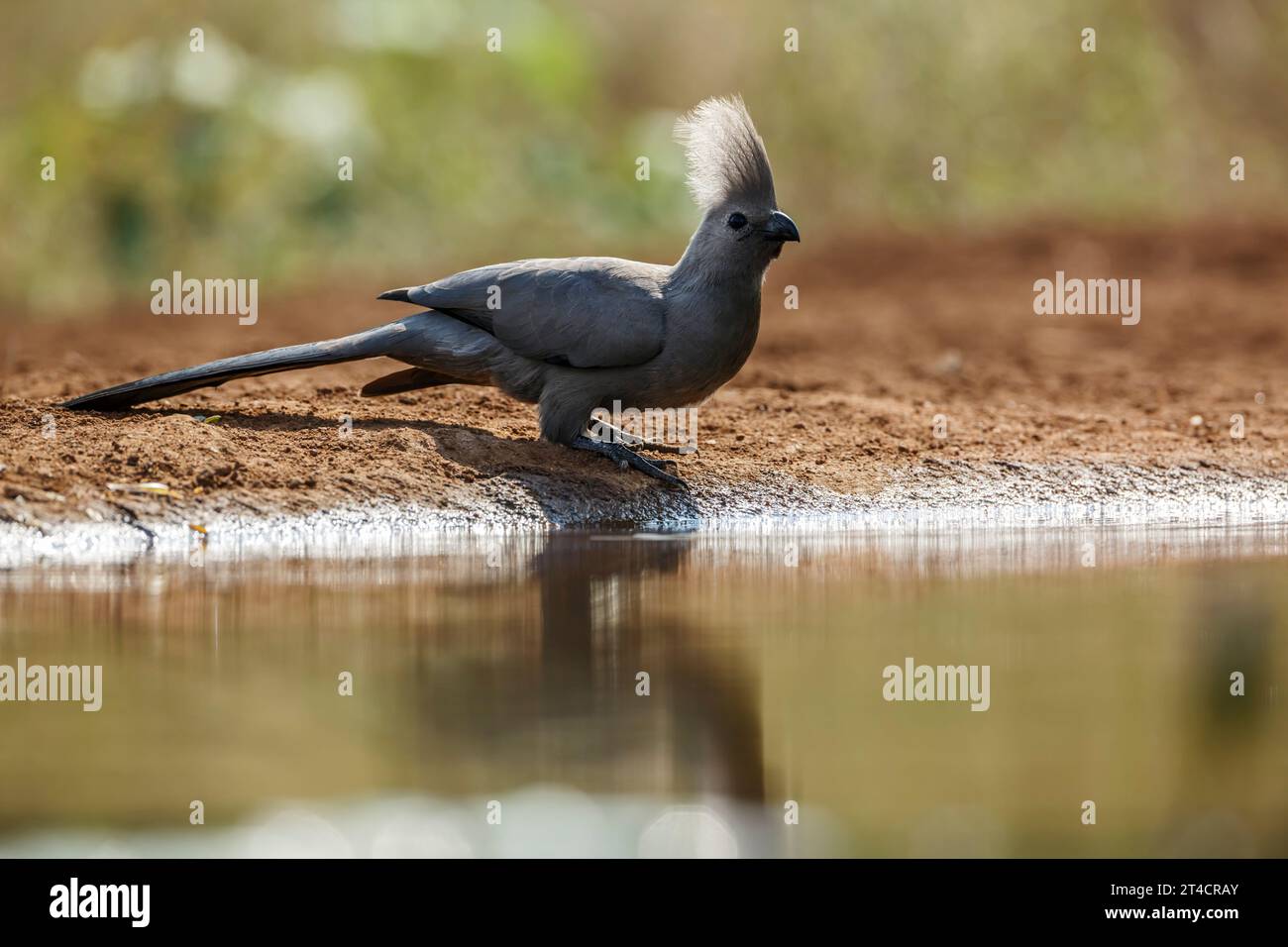 Grey go away bird along waterhole backit in Kruger National park, South ...