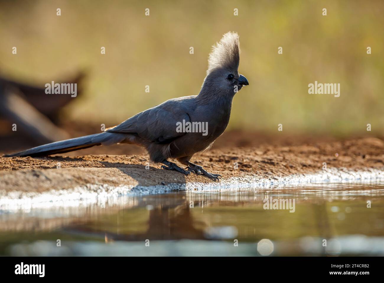 Grey go away bird backlit along waterhole at dawn in Kruger National ...