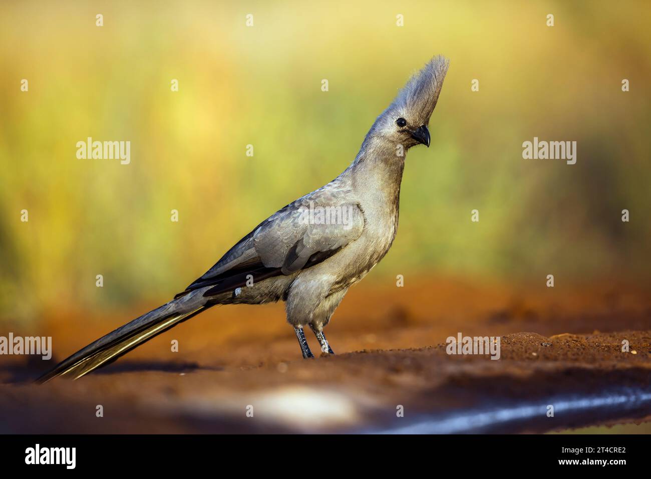 Grey go away bird standing ground level in morning light in Kruger ...