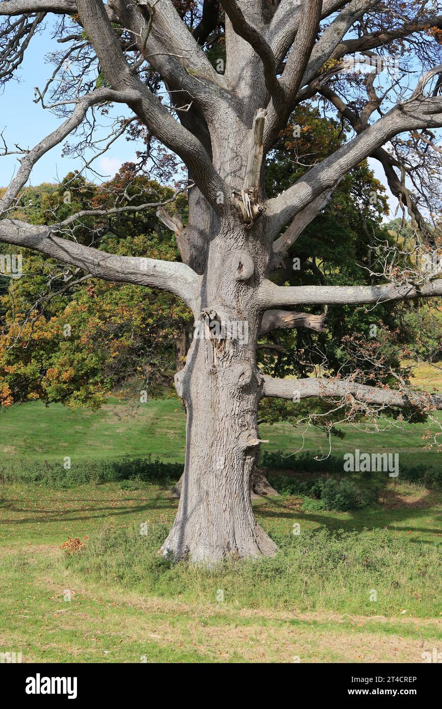 Dead oak tree, Powis Park, Welshpool, Powys Stock Photo - Alamy