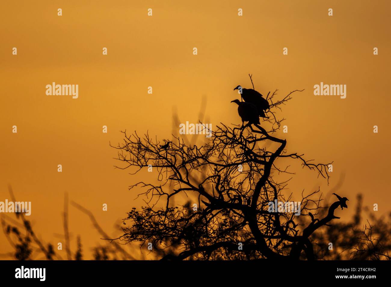 Two Hooded vulture perching on a tree at sunset in Kruger National park ...