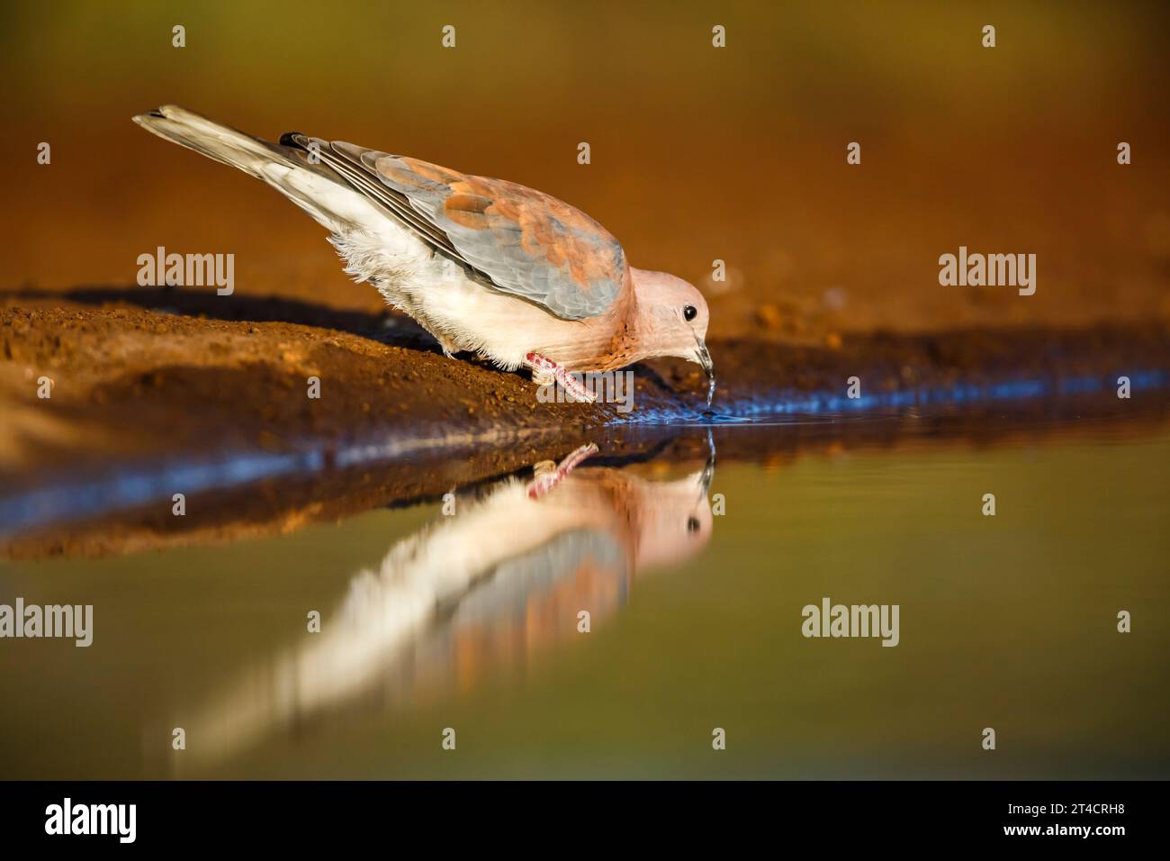 Laughing Dove drinking in waterhole with reflection in Kruger National ...