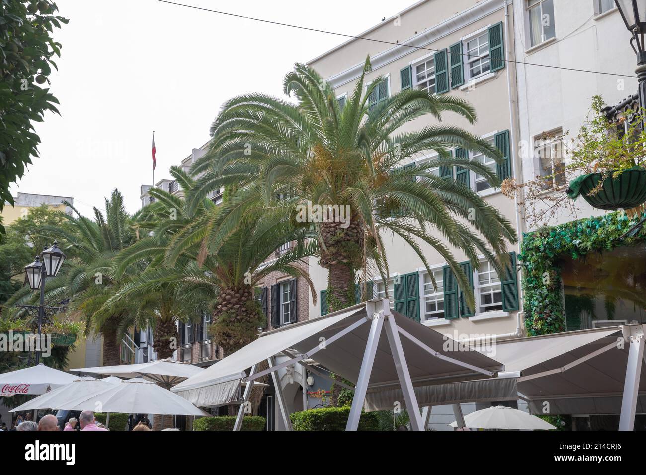 Palm trees in Gibraltar Stock Photo - Alamy