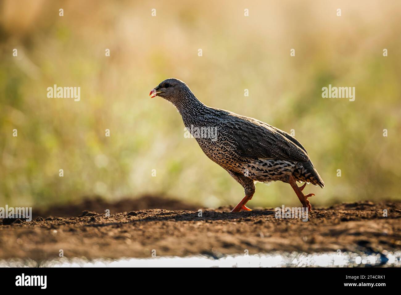 Natal francolin walking isolated in natural background in Kruger ...