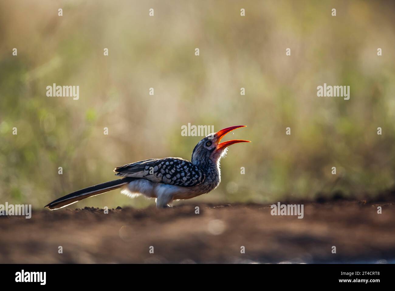 Southern Red billed Hornbill eating ground level in backlit in Kruger ...