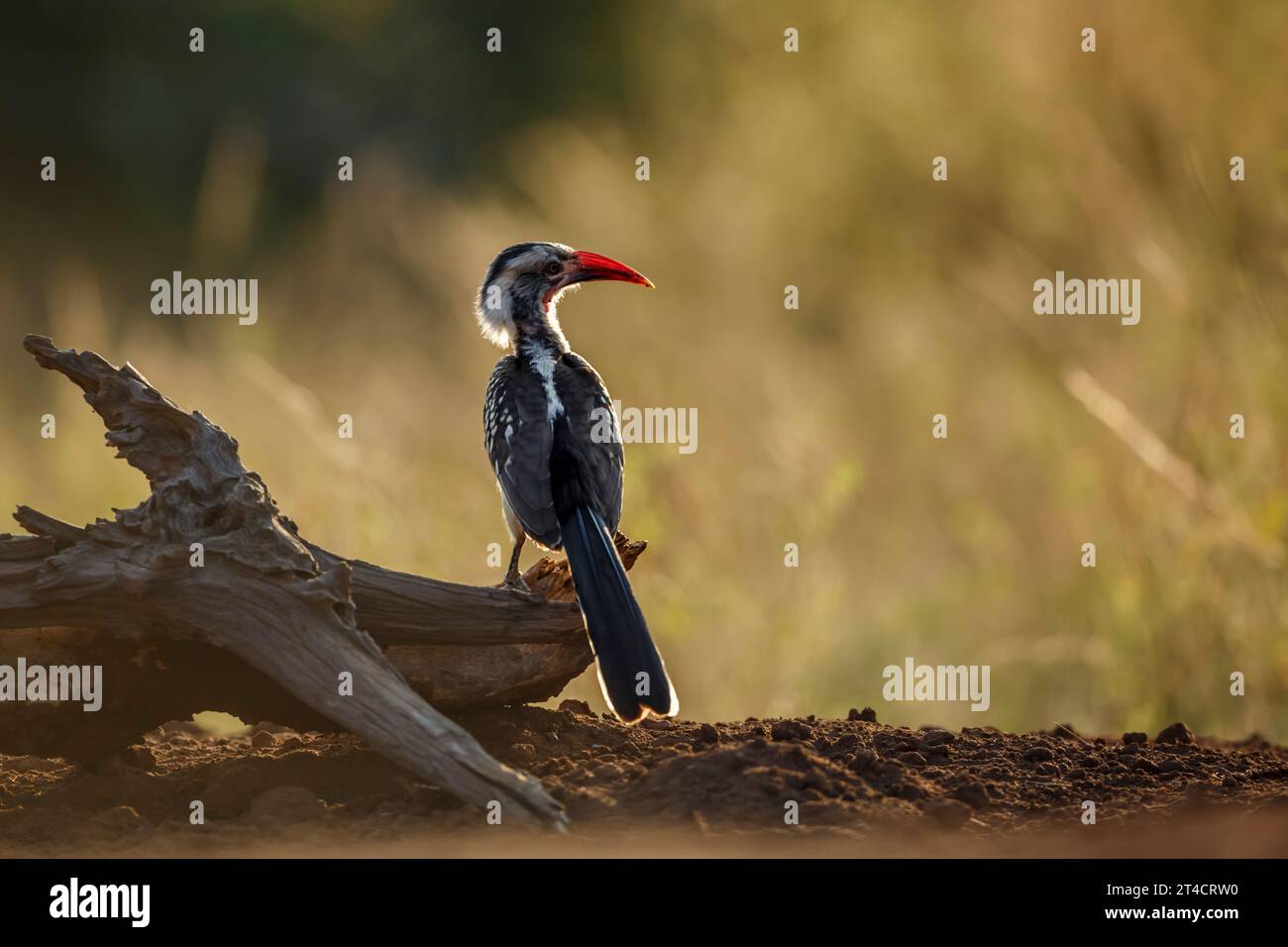 Southern Red billed Hornbill standing on a log at dawn in Kruger ...