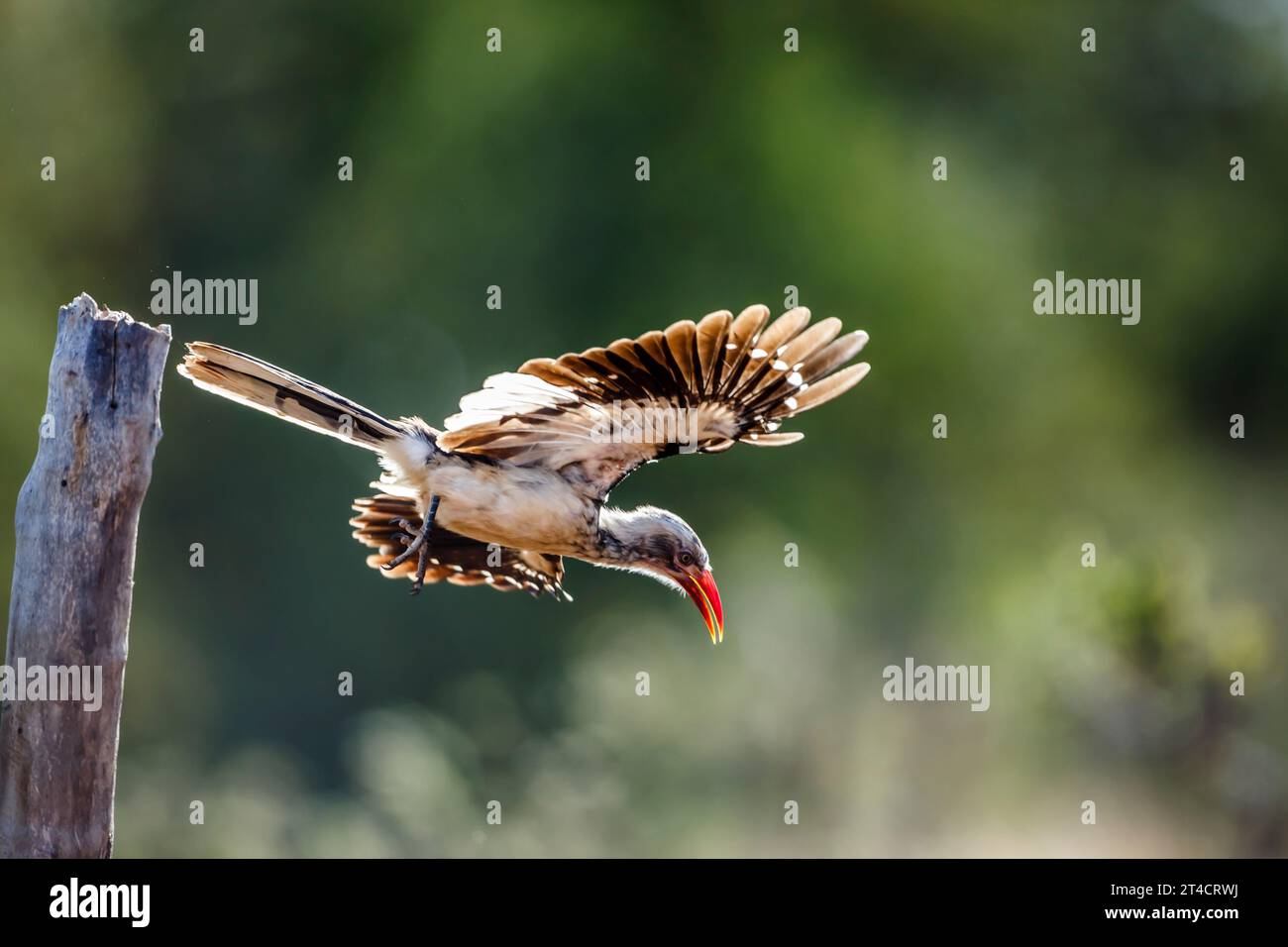 Southern Red billed Hornbill in flight isolated in natural background ...