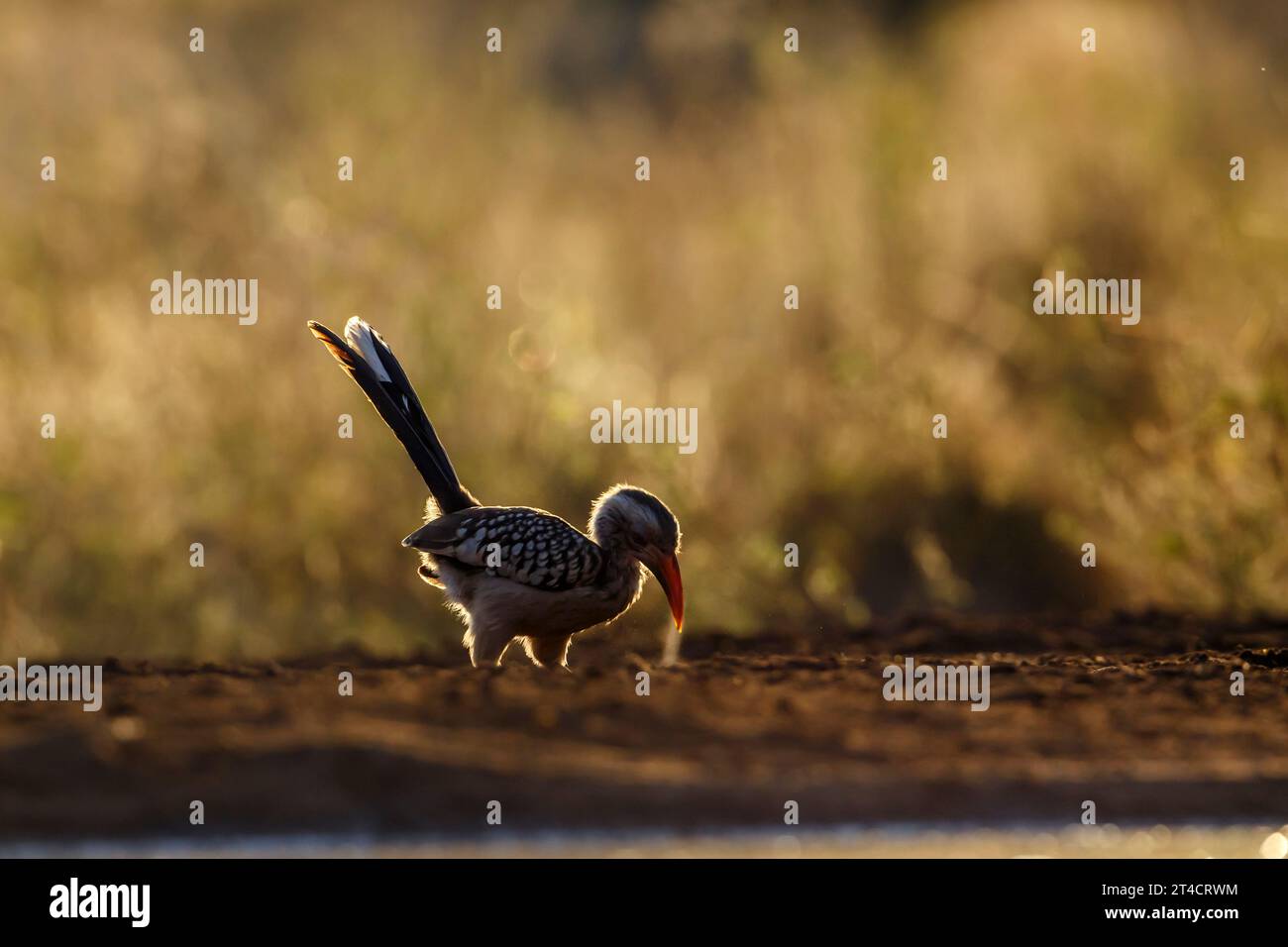 Southern Red billed Hornbill looking for food in ground at dawn in ...