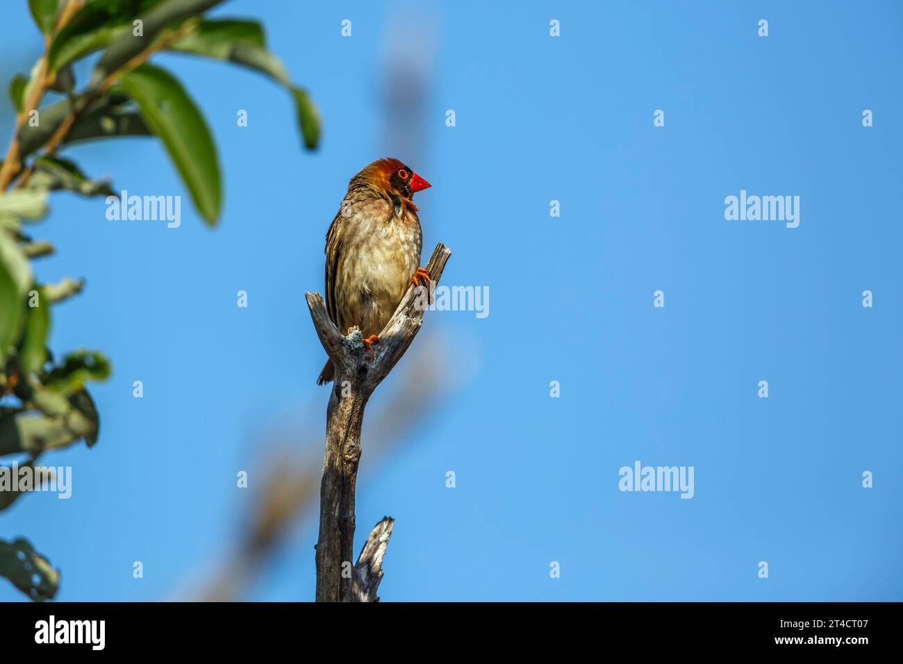 Red-billed Quelea male isolated in blue sky in Kruger National park ...