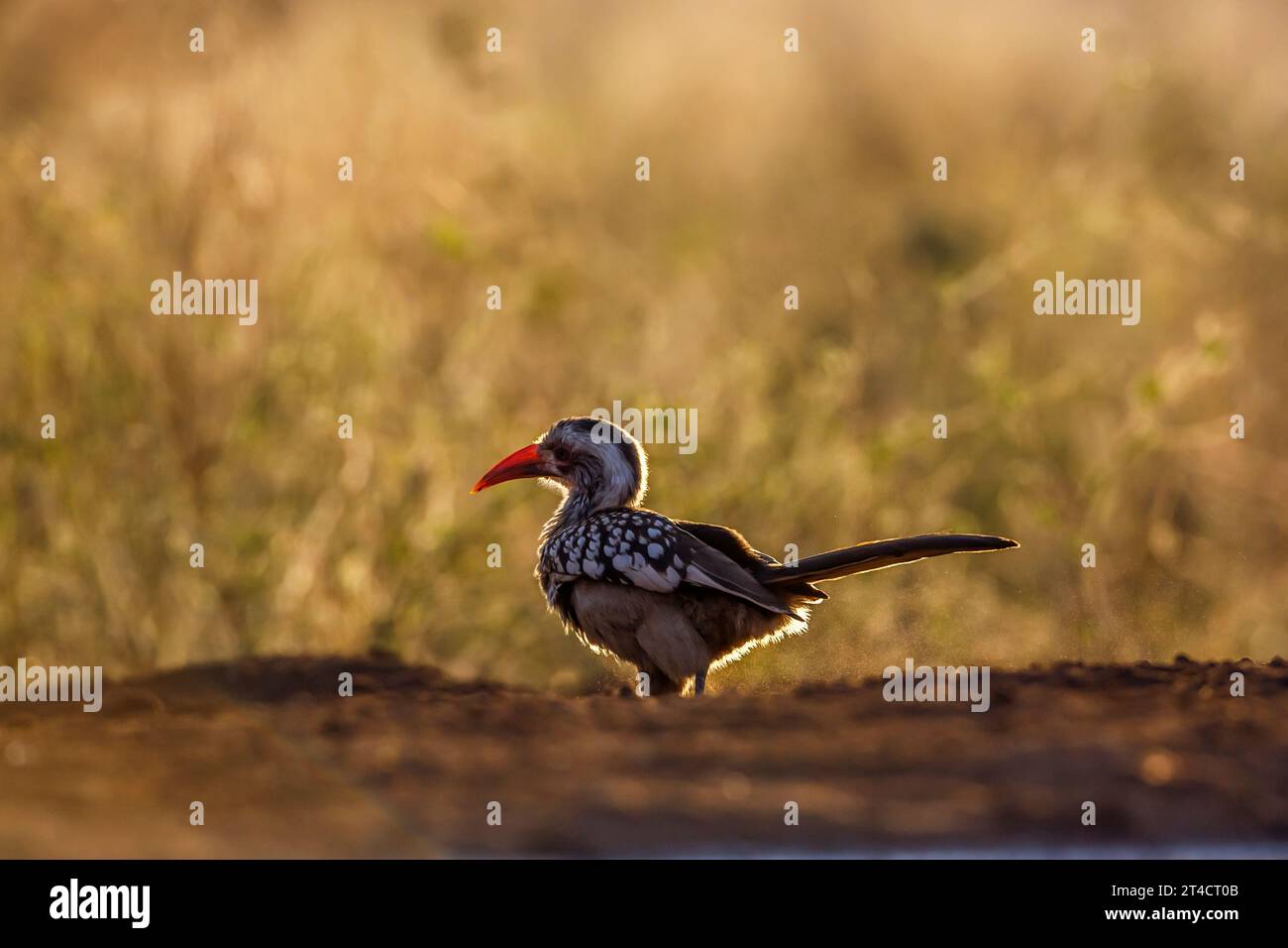 Southern Red billed Hornbill ground level at dawn in Kruger National ...