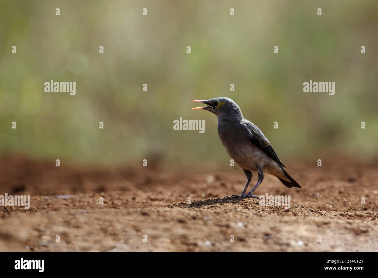 Wattled Starling along waterhole in Kruger National park, South Africa ...