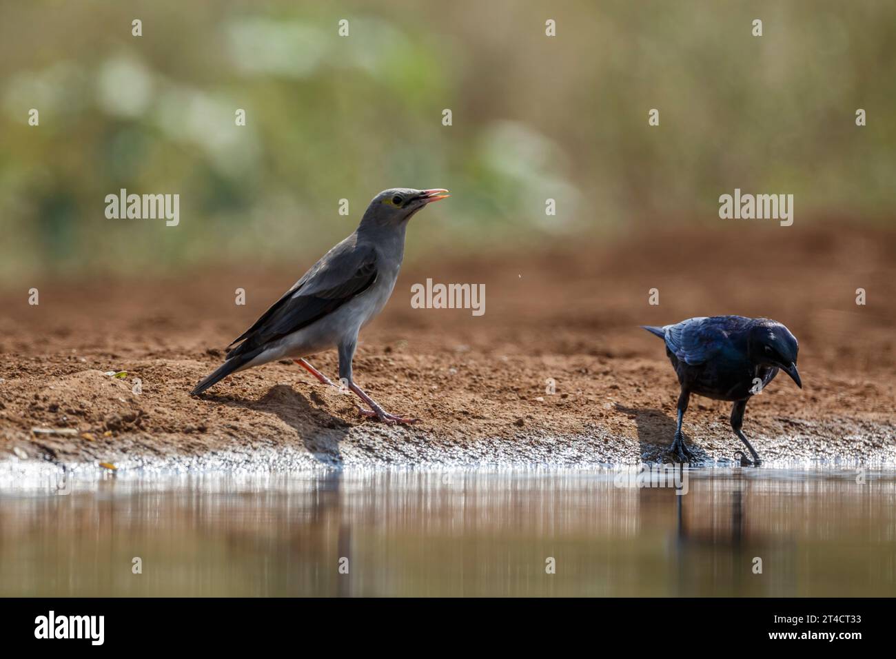 Wattled Starling along waterhole in Kruger National park, South Africa ...