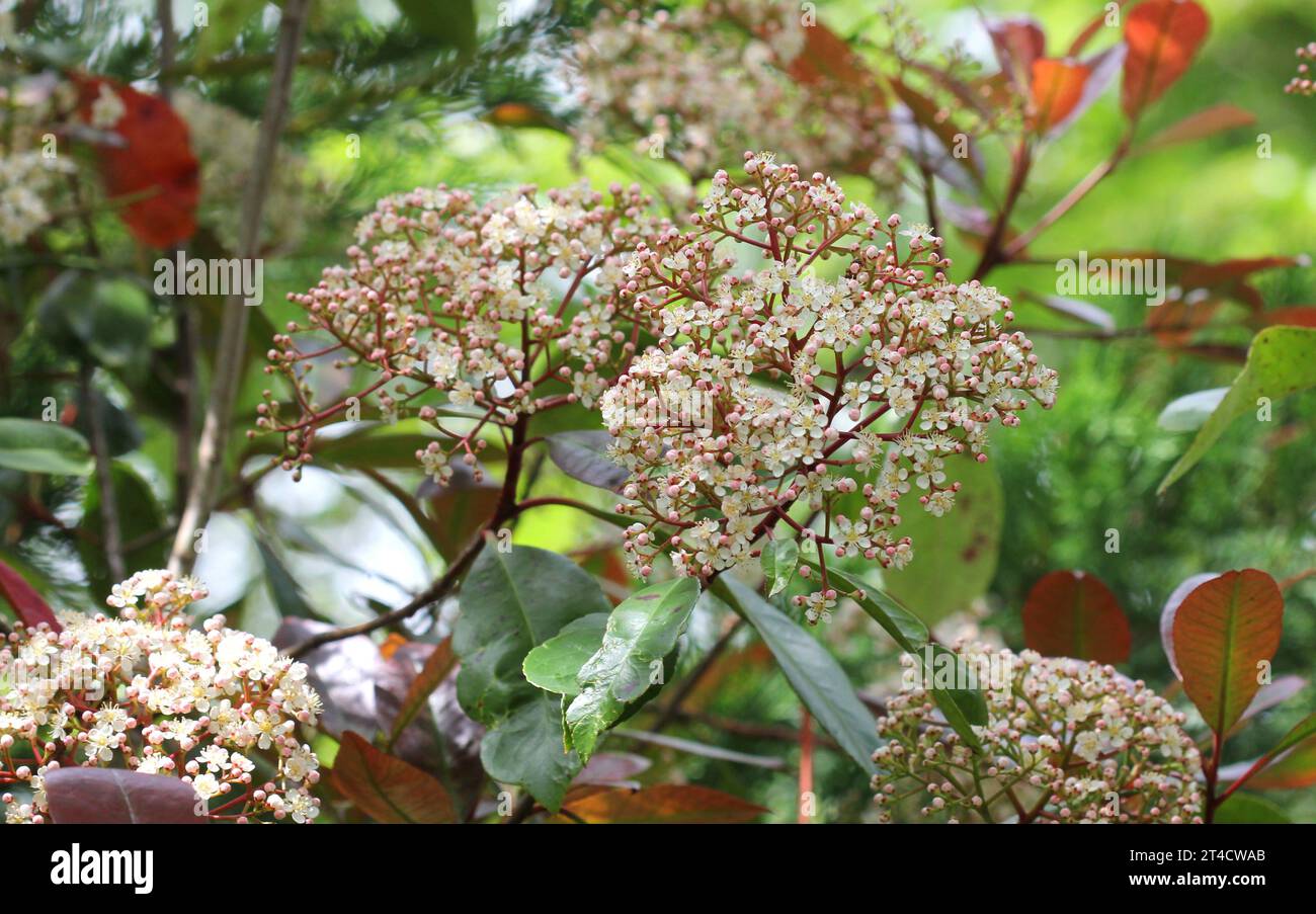 The white flowers of Photinia, Red Robin Stock Photo - Alamy