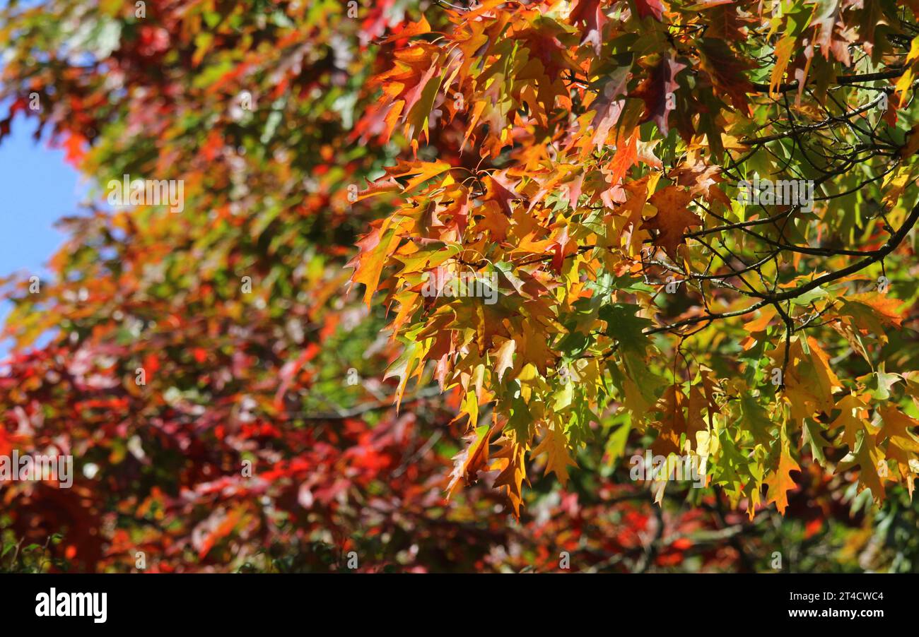 Red oak tree hi-res stock photography and images - Alamy