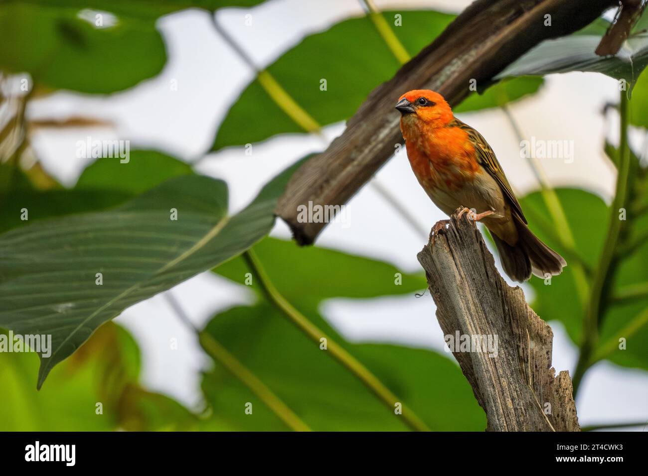 Red Fody - Foudia madagascariensis, beautiful colored perching bird ...