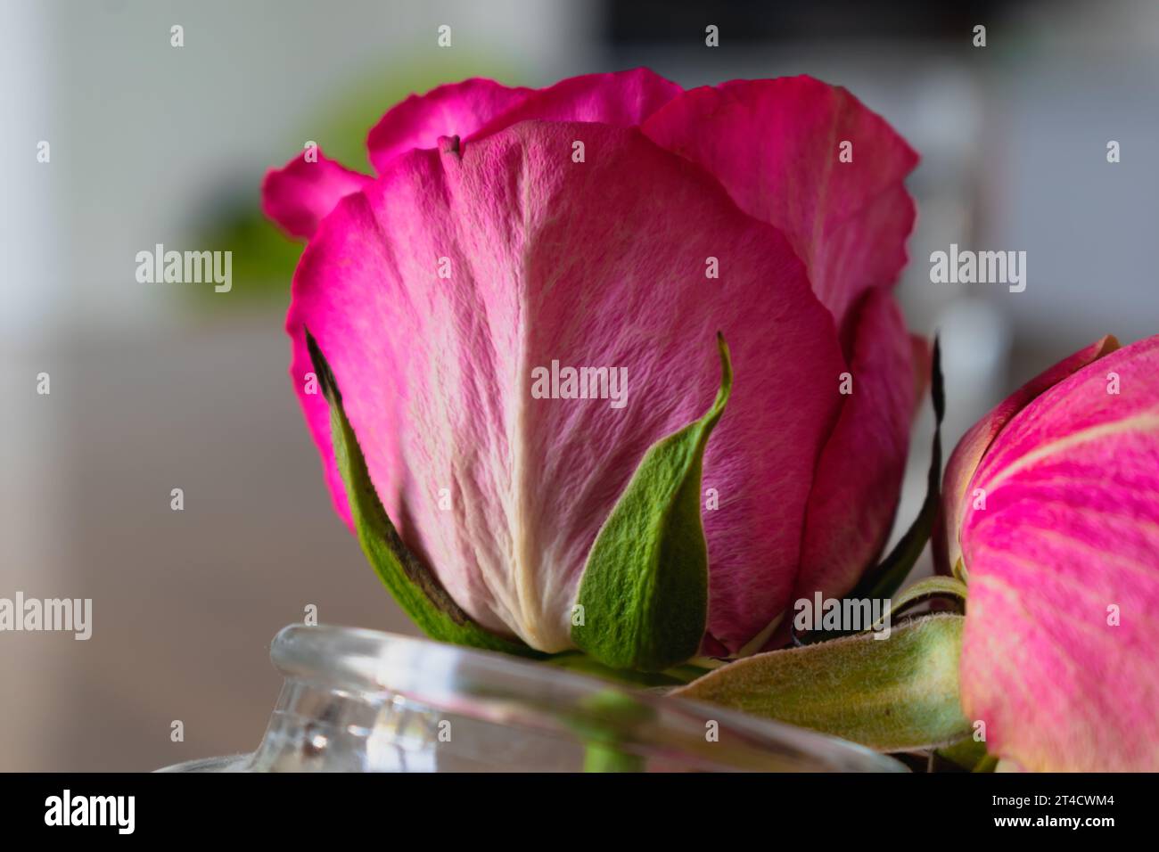 Pink rose in vase indoors Stock Photo - Alamy