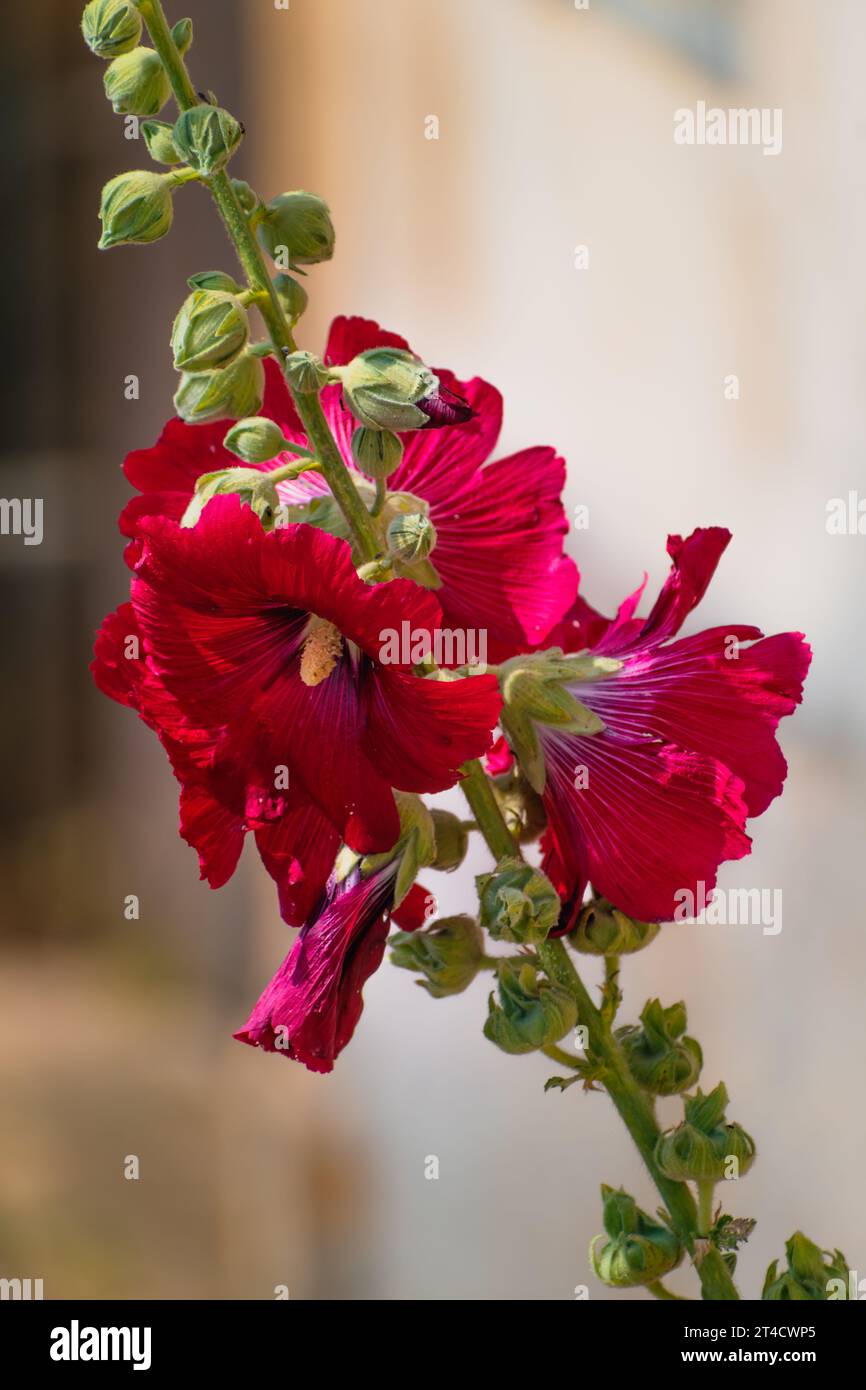 Red hollyhock outdoors, alcea rosea, althaea rosea Stock Photo - Alamy