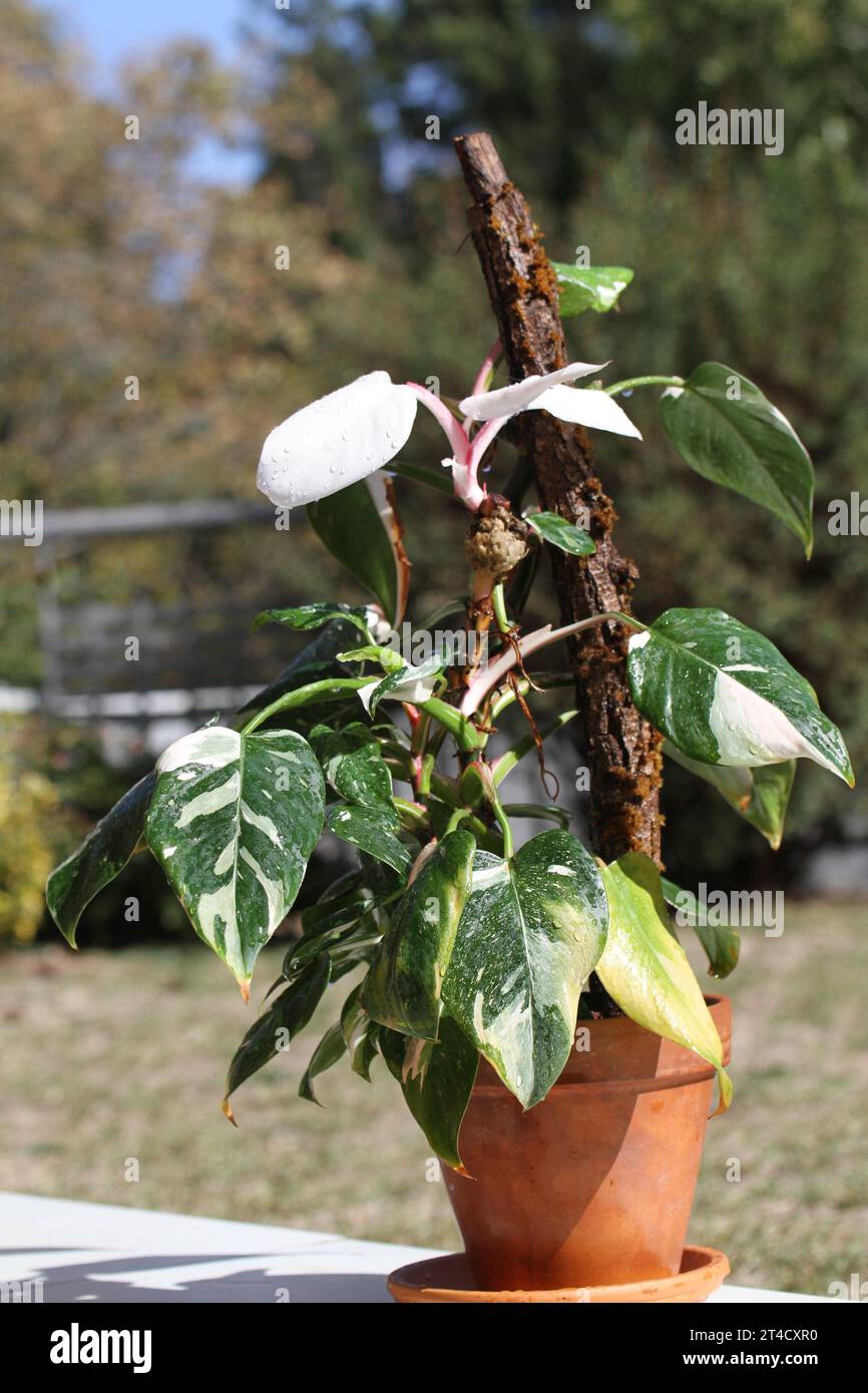 green indoor plant philodendron white pink princess tricolor Stock ...