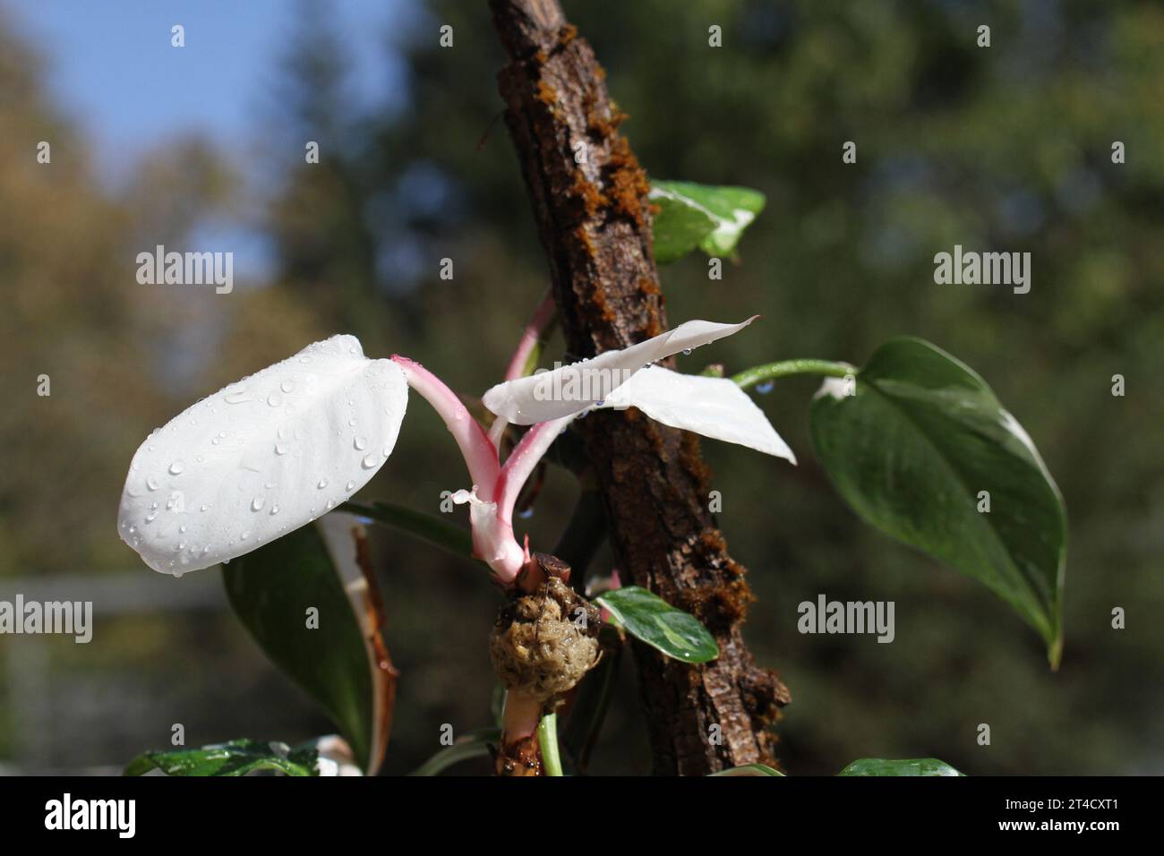 green indoor plant philodendron white pink princess tricolor Stock ...