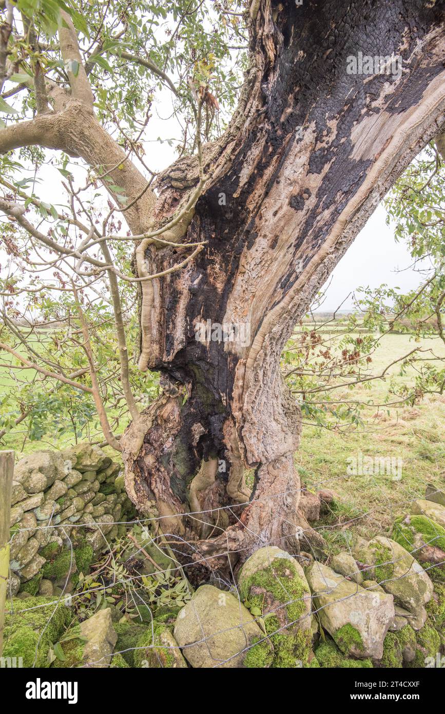 Lightning burns core of ash tree hi-res stock photography and images ...