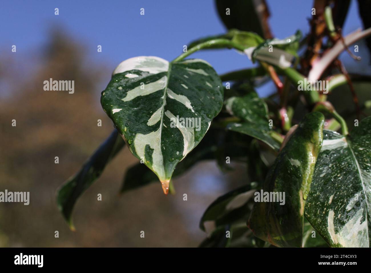 green indoor plant philodendron white pink princess tricolor Stock ...