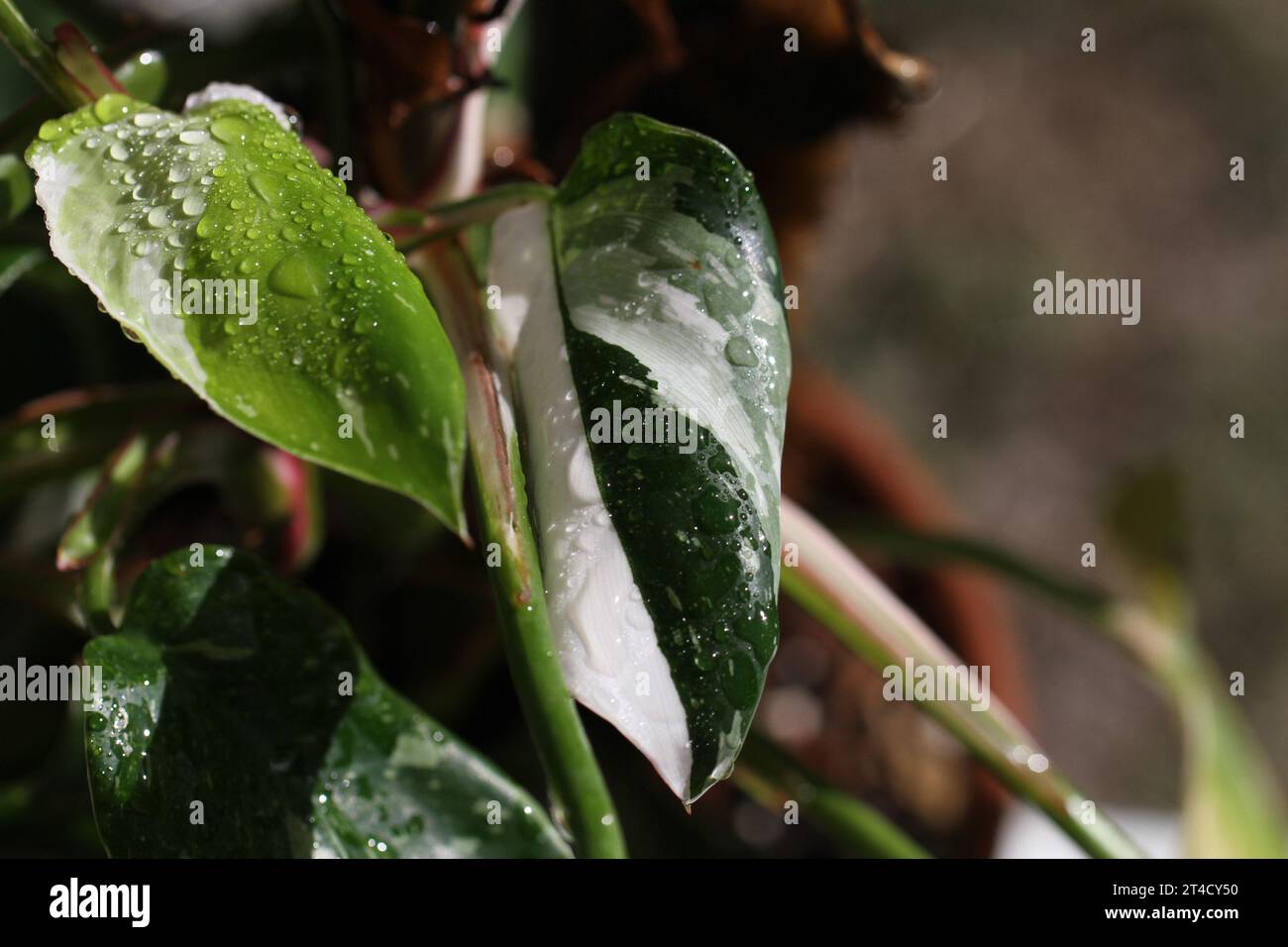 green indoor plant philodendron white pink princess tricolor Stock ...