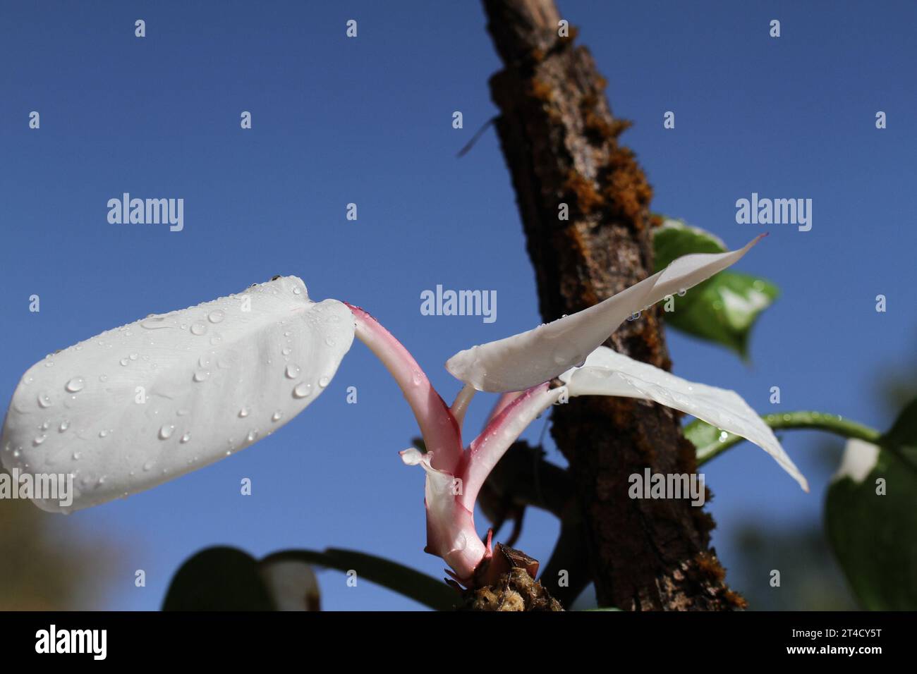 green indoor plant philodendron white pink princess tricolor Stock ...