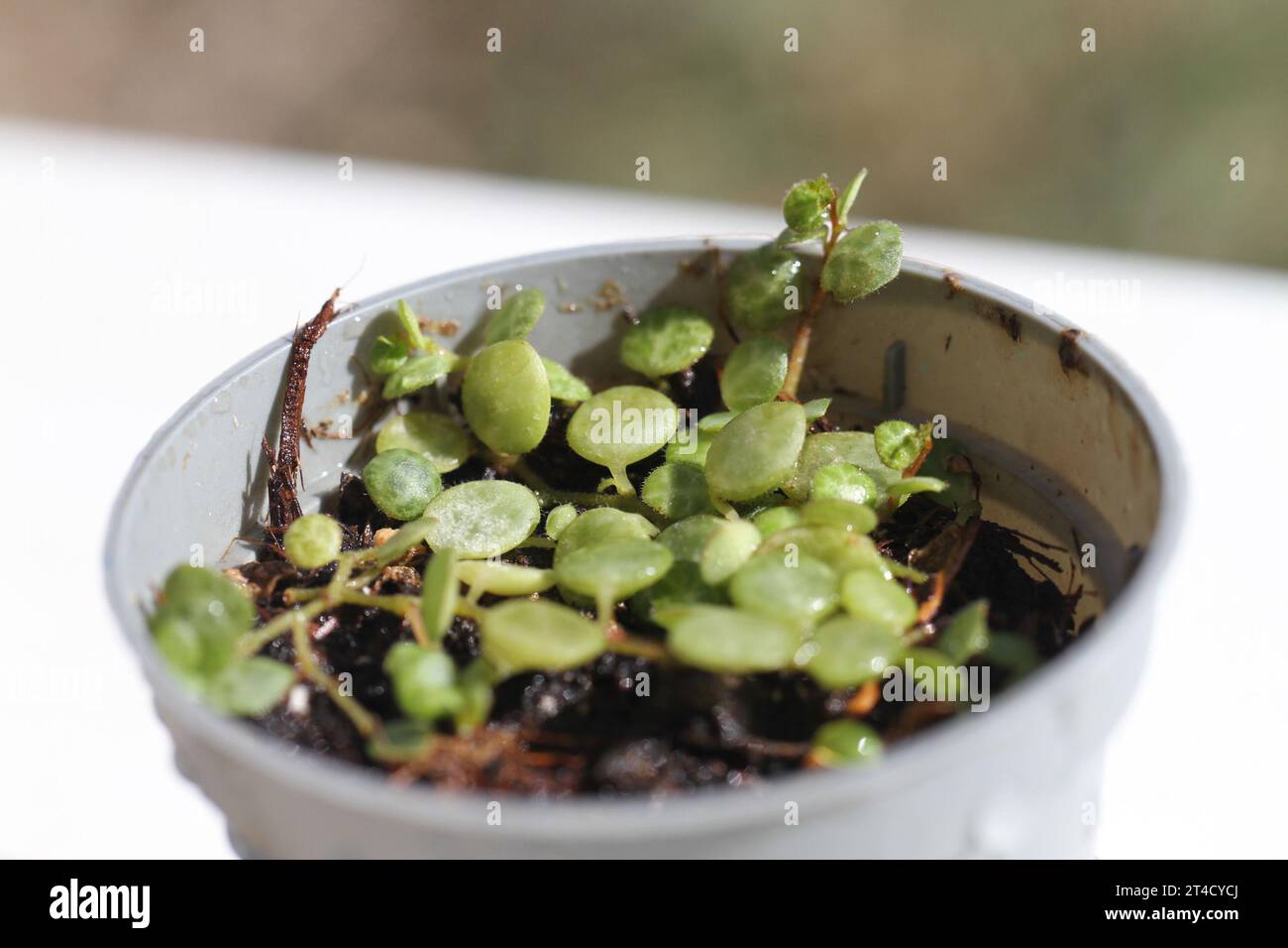 green indoor plant string of turtle peperomia prostata Stock Photo - Alamy